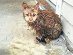 Cat Abuse - Animal Support